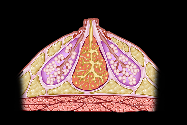 Breast Imaging Subspecialty plan